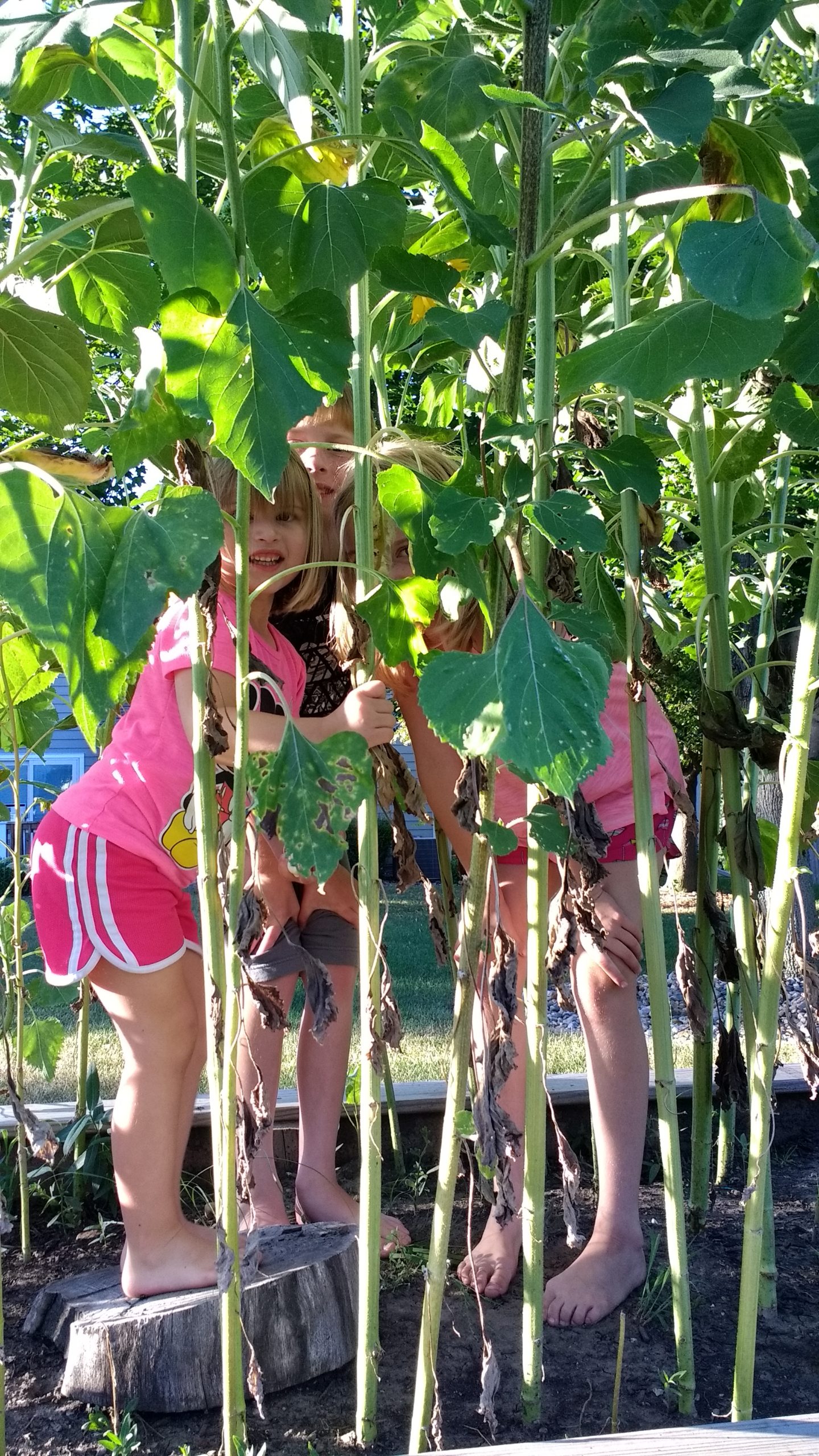 Our Sunflower Fort | Next Step Adventure