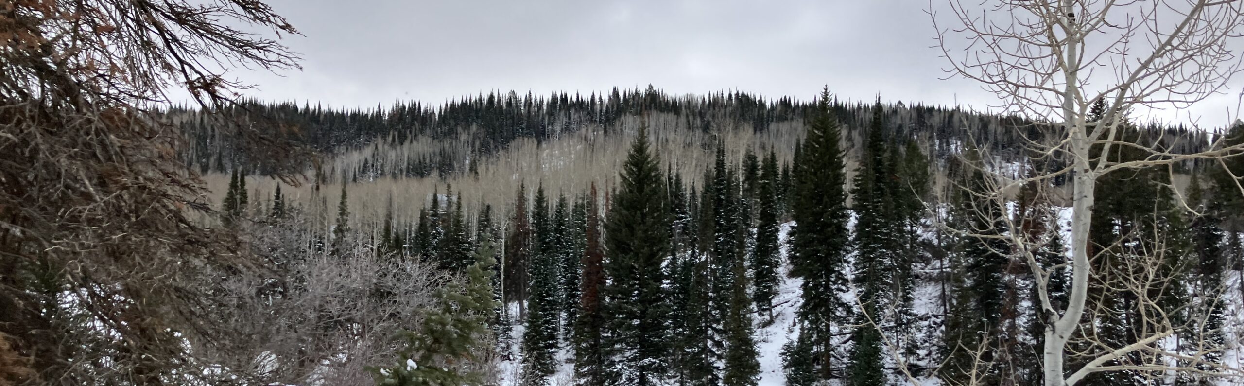 Whatcha Reading? - Next Step Adventure