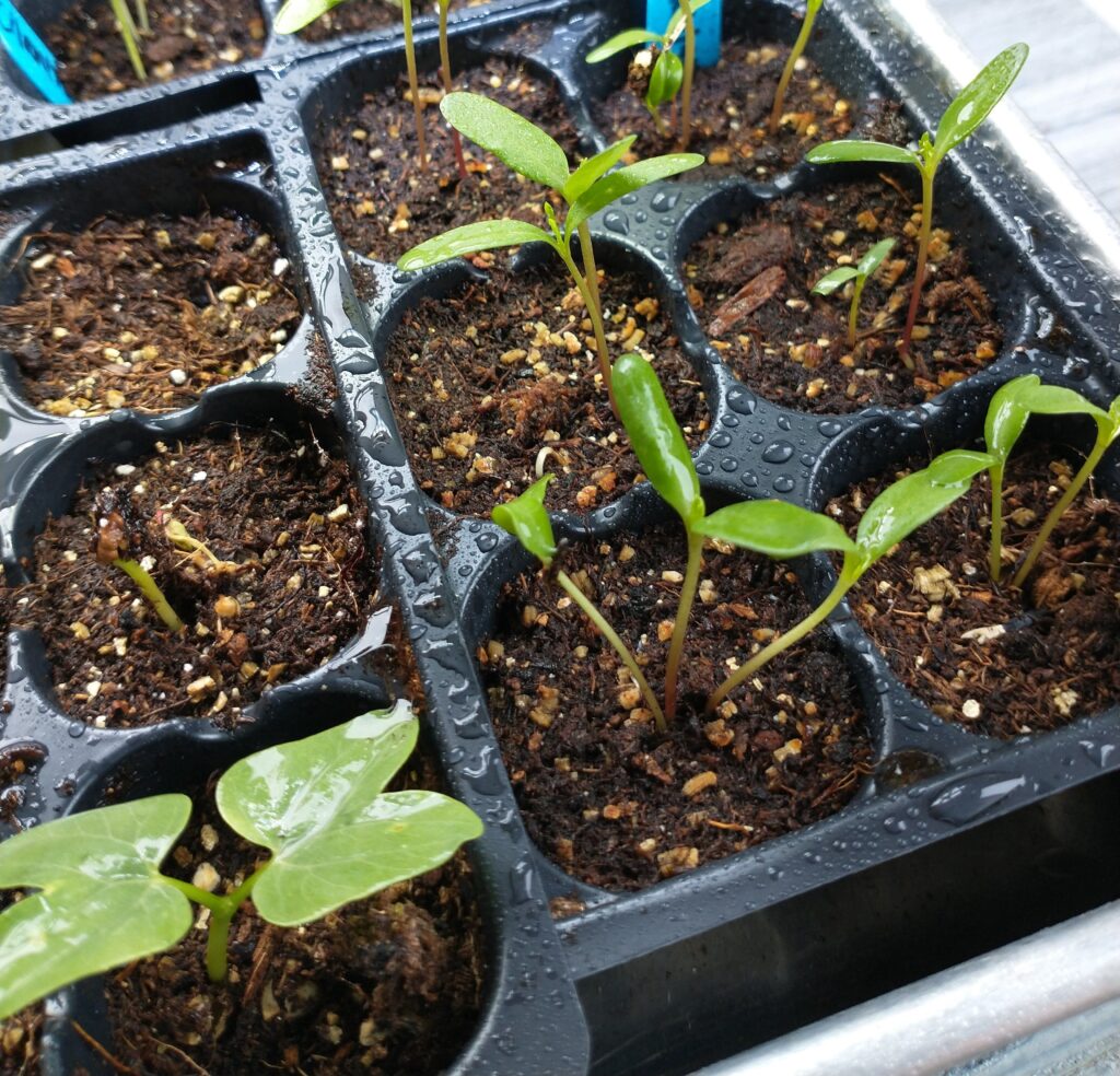 Growing Food in Science Class - Next Step Adventure