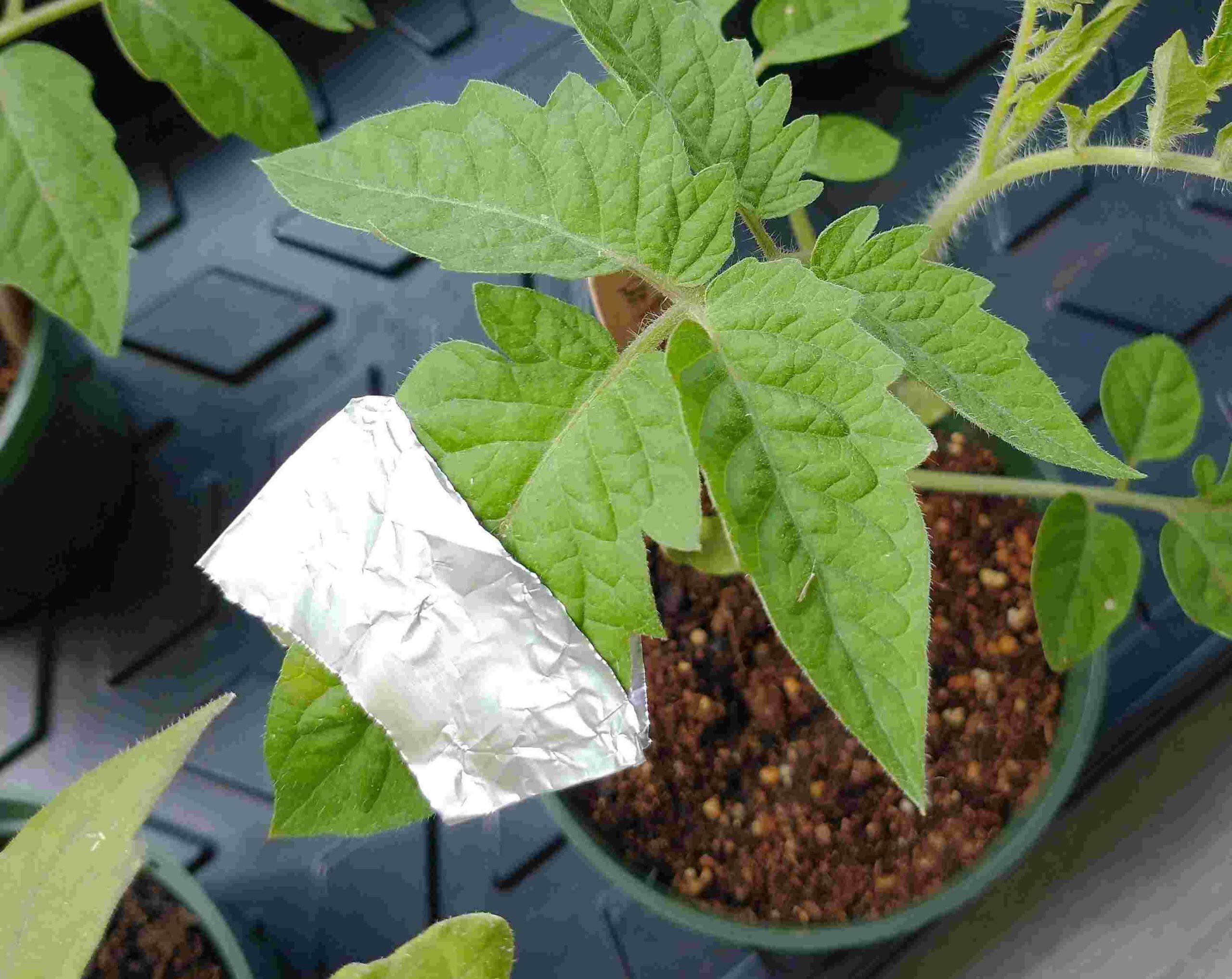 Growing Food in Science Class - Next Step Adventure